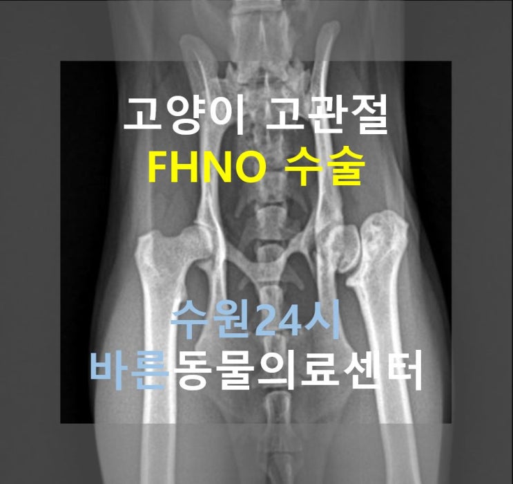 고양이 고관절 골절, FHNO 수술, 수원24시바른동물의료센터 : 네이버 블로그