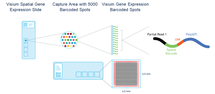 위치 정보를 가진 transcriptome 분석 - Visium Spatial Gene Expression : 네이버 블로그
