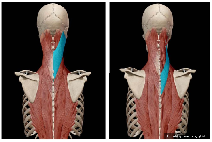 경추 신전근(Neck Extensor Muscle) : 네이버 블로그