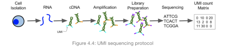 [단일세포 분석] UMI (Unique Molecular Identifier) 란? : 네이버 블로그