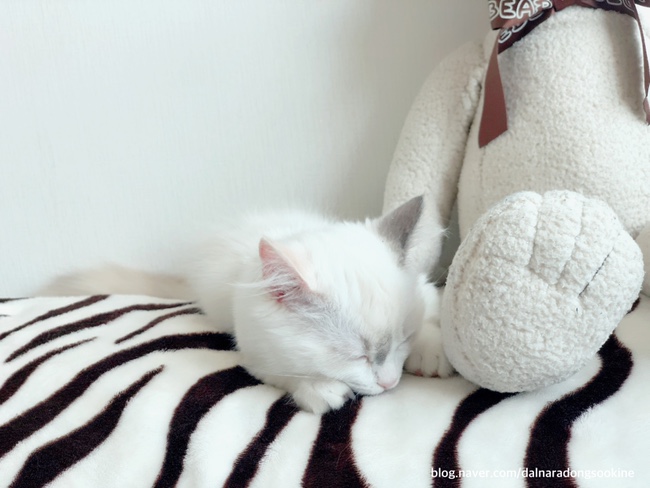 소통의 시작으로 고양이가 좋아하는 음악 들려주기!(feat. David Teie) : 네이버 블로그