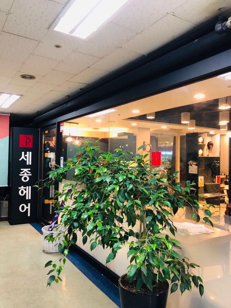 세종헤어가락상떼빌점문정동미용실가락동미용실염색톤다운ft샴푸맛집 네이버 블로그