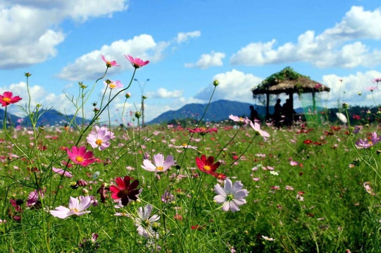 향기나는 글 : 네이버 블로그