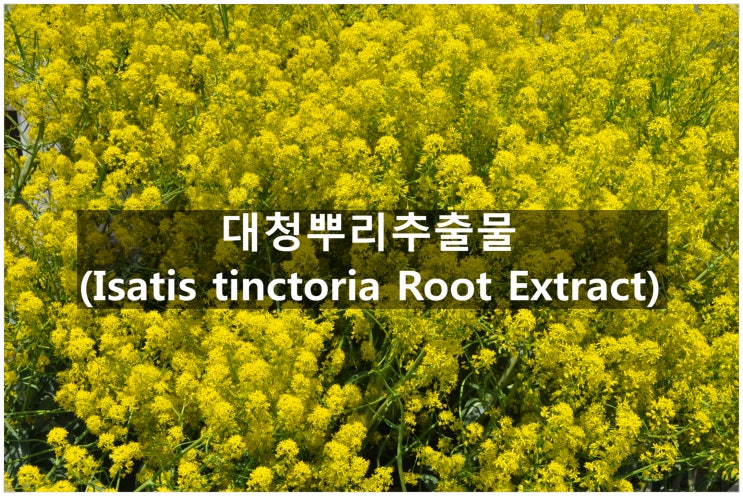 대청뿌리추출물(Isatis Tinctoria Root Extract) #수딩크림 #진정크림 #피부진정크림 #젤크림 #수딩젤 ...