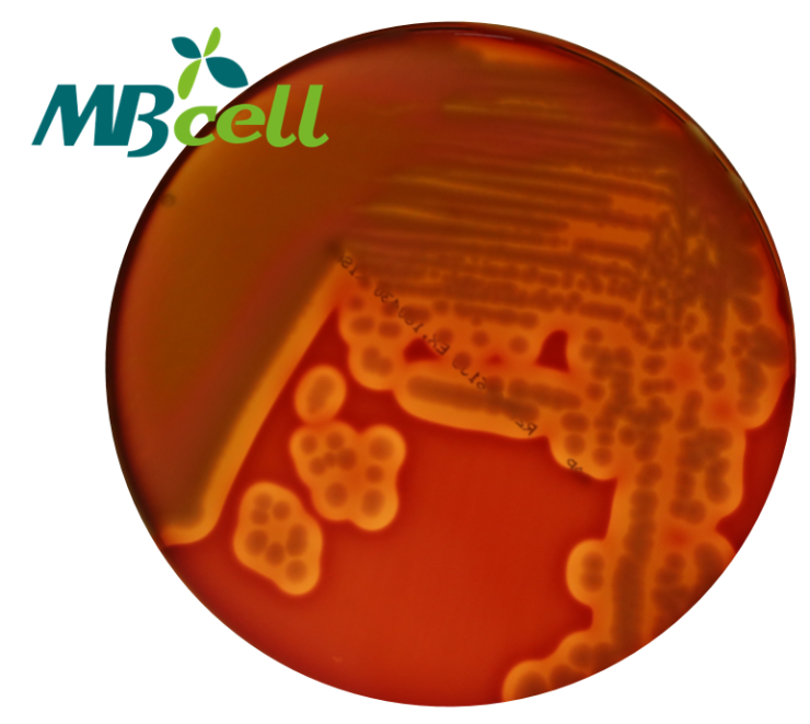 Blood Agar Base MB-B1005 - Bacillus cereus (B-hemolysis) : 네이버 블로그