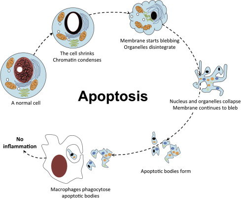 [기초의학/세포생물학]_세포자멸사(Apoptosis) : 네이버 블로그