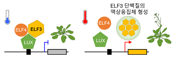식물프리온 단백질 ELF3, 액상응집체 형성을 통한 온도센서 기능 : 네이버 블로그