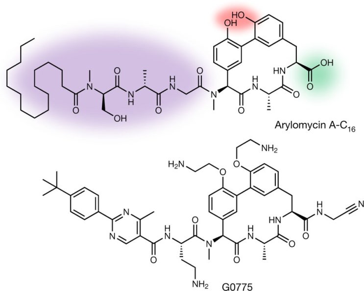 항생제 내성균에 효과적인 새로운 항생제 : 변형된 아릴로마이신, Arylomycins : 네이버 블로그