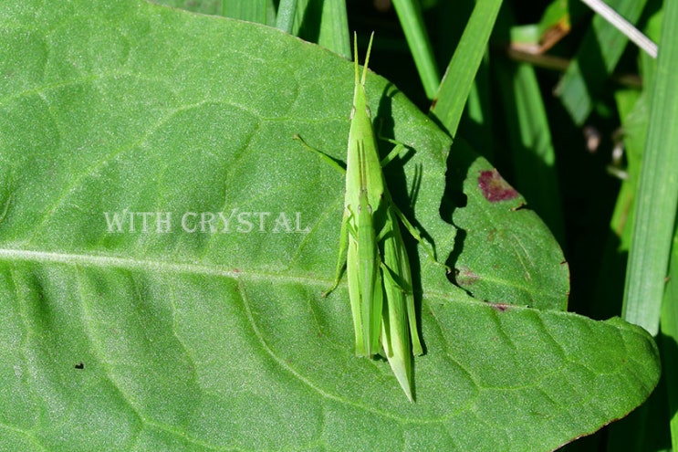 섬서구메뚜기 짝짓기 (2020년) - Atractomorpha lata : 네이버 블로그