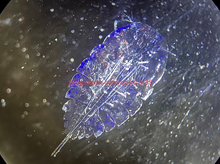 바다 사파이어(Copilia mirabilis) : 네이버 블로그