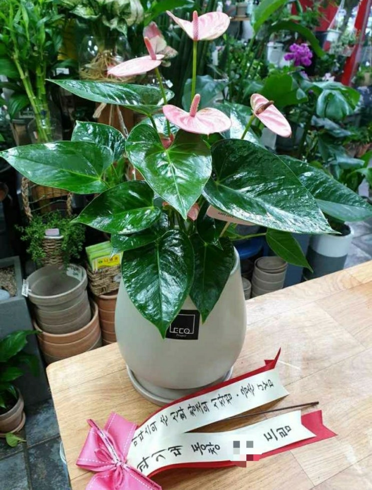 오늘은봄 부산화분배달 연제구 교대역 종합운동장 사직구장 꽃집 전국꽃배달 안스리움 승진화분 취임선물 부산개업화분 네이버 블로그