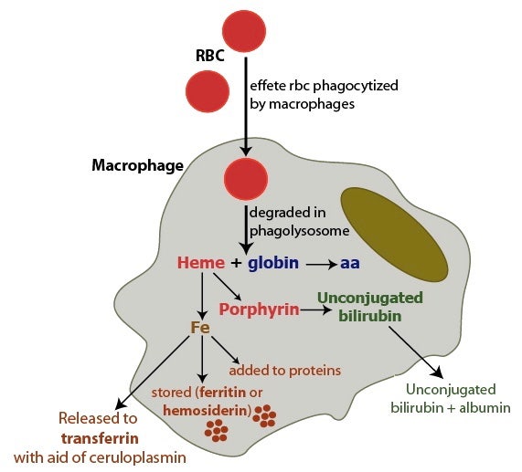 TIBC UIBC 어떤 의미일까요 : 네이버 블로그