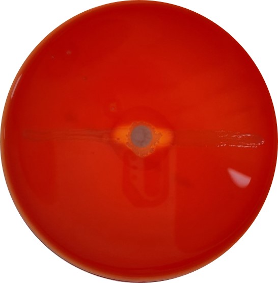 CAMP test-R, CAMP test-S 시험법 : 네이버 블로그