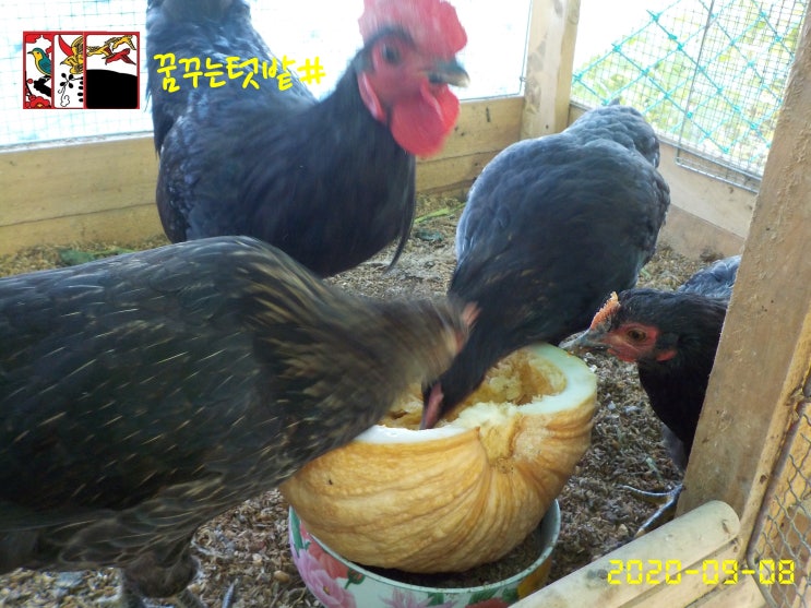 농사가 하기 싫은 날이 있다 : 네이버 블로그