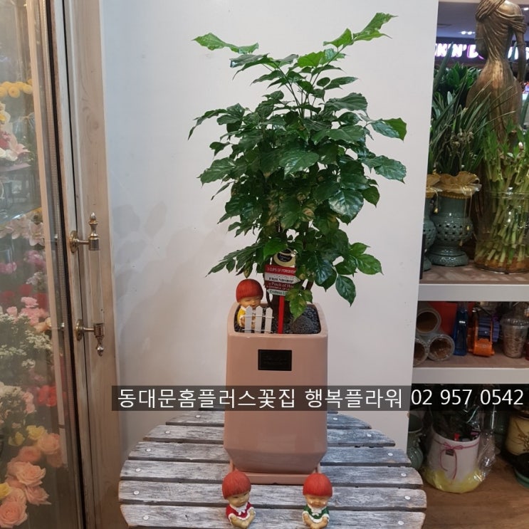 개업화분 집들이화분 인테리어화분으로 좋은 녹보수 어디에 탁월한지 동묘앞꽃집 동대문꽃집 청계천꽃집 제기동꽃집인 동대문홈플러스