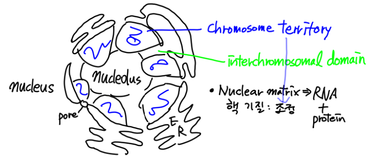 [세포생물학] 12. 염색체 세력권(chromosome territory)과 인(nucleolus/nucleoli) : 네이버 블로그