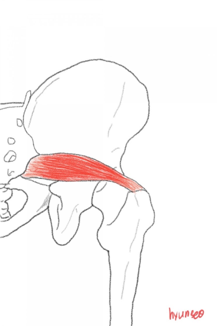이상근궁둥구멍근 엉치 통증 고관절 통증 성기능·배변장애 일으키는 근육 네이버 블로그