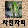 차전자피 효능 차전차피 부작용 식이섬유 가루 네이버 블로그