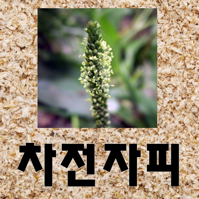 차전자피 효능 차전차피 부작용 식이섬유 가루 네이버 블로그
