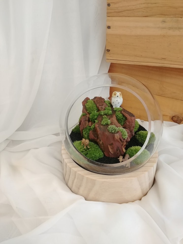 테라리움 비단이끼 테라리움 만들기 네이버 블로그