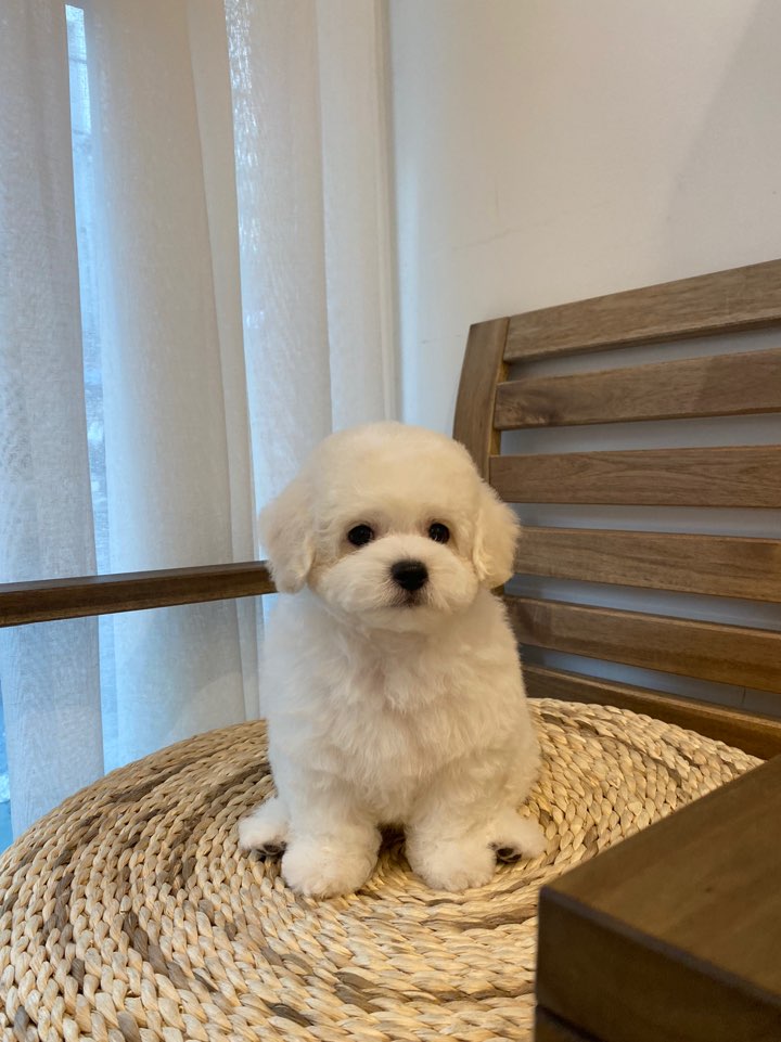 동대문구애견미용장안동애견미용전농동애견미용휘경동애견미용답십리애견미용애견미용비숑미용비숑비숑배넷미용귀툭튀컷