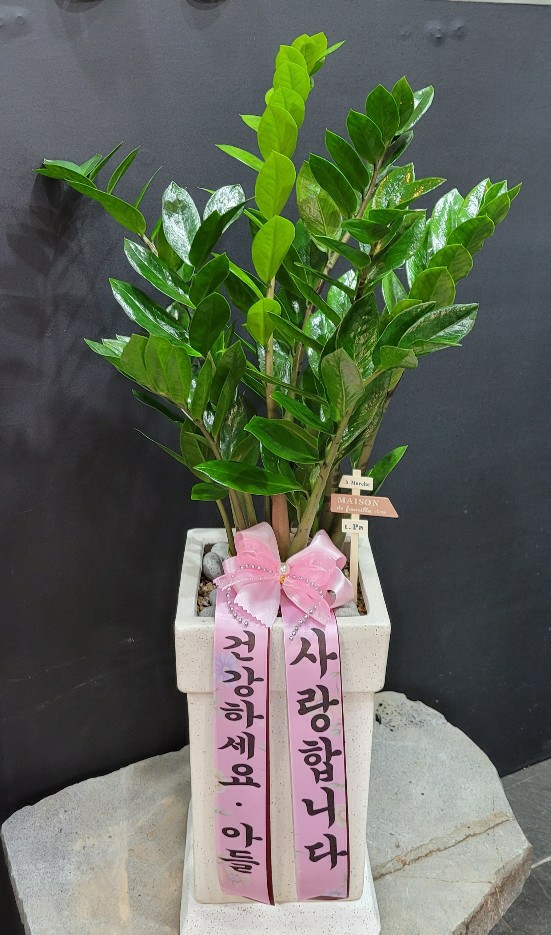 오늘은봄 부산화분배달 수영구 광안동 남천동 광안리 꽃집 전국꽃배달 돈나무 금전수 부산개업화분 네이버 블로그