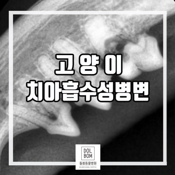 고양이 치아흡수성병변 FORL / 고양이 치아발치수술 / 고양이 치과엑스레이[ 수원광교 돌봄동물병원 ] : 네이버 블로그