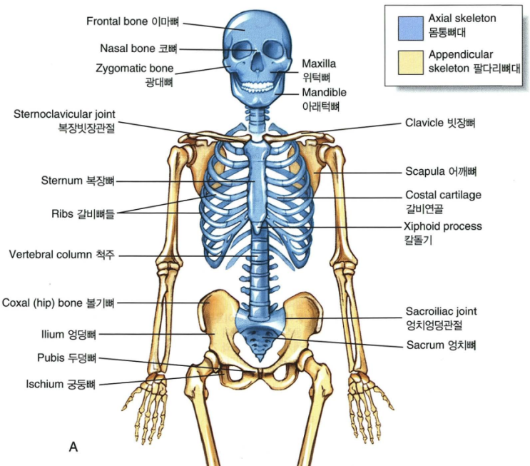 Donald A Neumann Kinesiology : 네이버 블로그