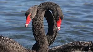 LPPL(Log-Periodic Power Law) Review paper (2) - original LPPL : 네이버 블로그