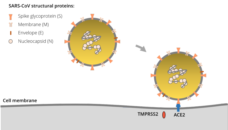 [Coronavirus Research Products] Structural Proteins_Biosynth Carbosynth ...
