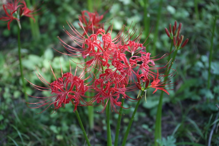 Mesani - Liquor (Feat. Jaeeun, Laura) : 네이버 블로그