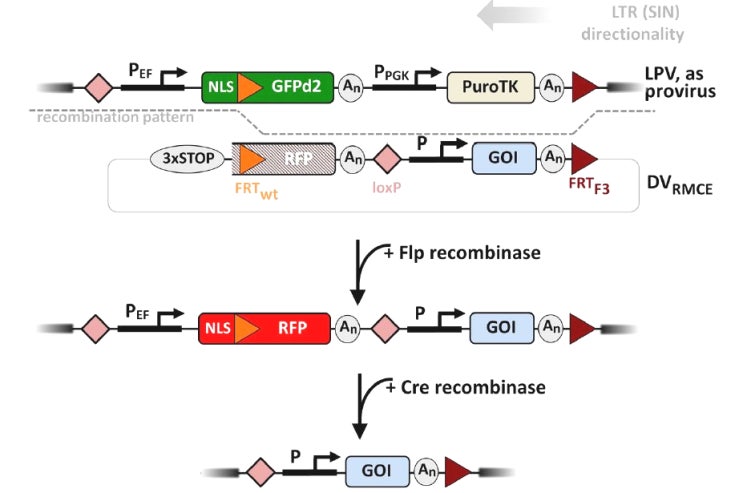 [gen] Gene modification: (2) Conditional knock out / expression - Cre ...