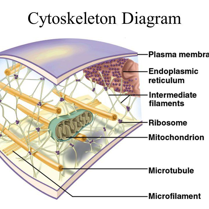 Biochemistry 생화학 - Relationship between Cell Biology and Biochemistry(8 ...