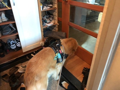 [🐶🐶] Cash Friend "쿠미" : 네이버 블로그