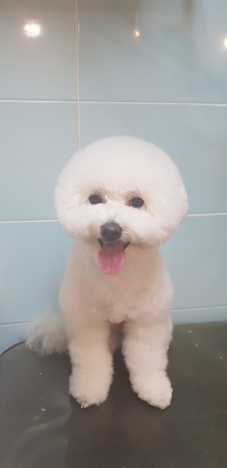 구찌부산비숑목욕부산비숑미용대연동강아지미용 경성대강아지미용 남천동애견미용 수영구애견샵 용호동애견미용 문현동애견샵