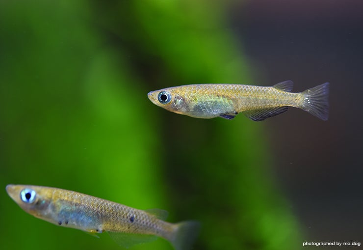 대륙송사리 (Dwarf Rice Fish) : 네이버 블로그