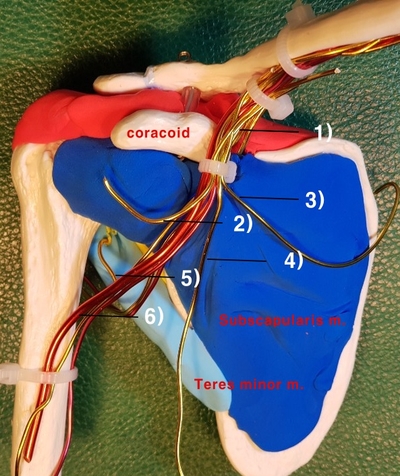 Subscapular muscle 견갑하근 어깨인대강화주사 : 네이버 블로그