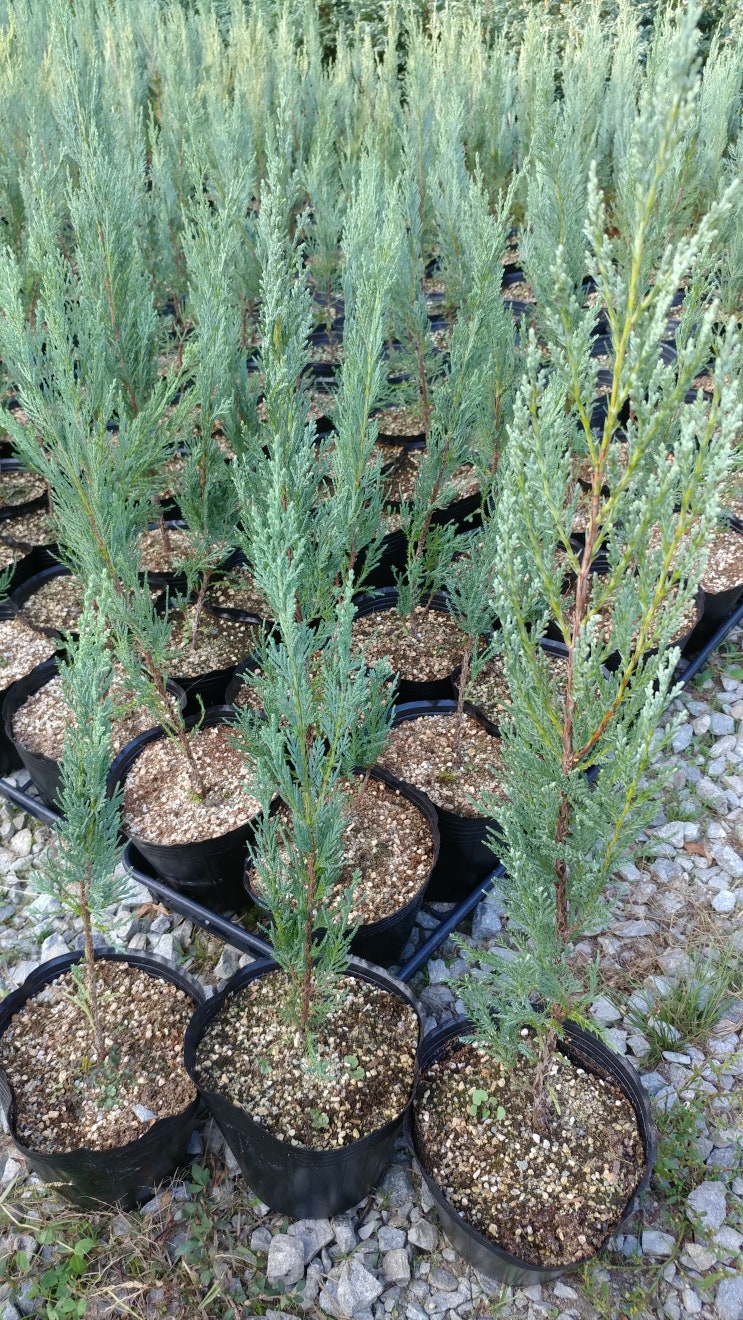 “문그로우 Moonglow Juniper“ 3 : 네이버 블로그
