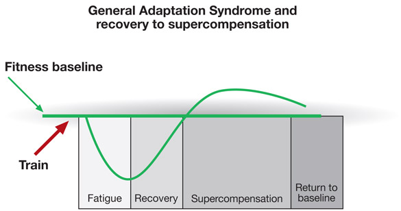 초과보상 ( supercompensation ) 과 근육의 피로 마곡pt : 네이버 블로그