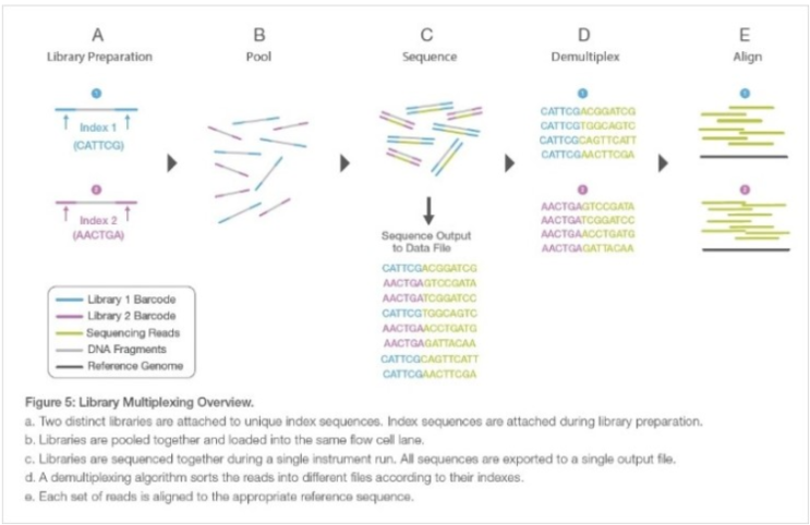 일루미나 NGS Chemistry - Sequencing by Synthesis (SBS Technology) & Paired ...