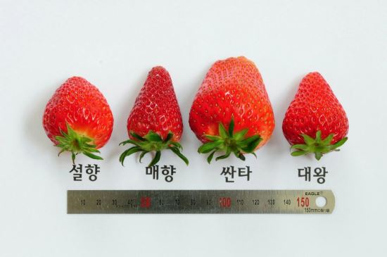 딸기의 계절이 돌아왔다 주요 딸기 품종 총정리 네이버 블로그