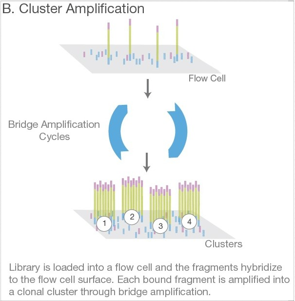 Cluster Generation (Bridge Amplification) & SBS Technology : 네이버 블로그