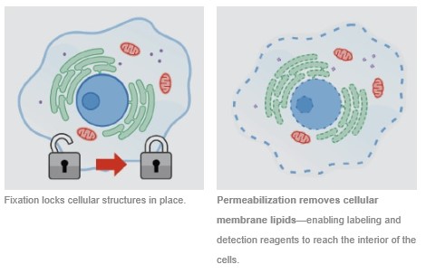 Five Steps for Fixed cell Imaging : 네이버 블로그