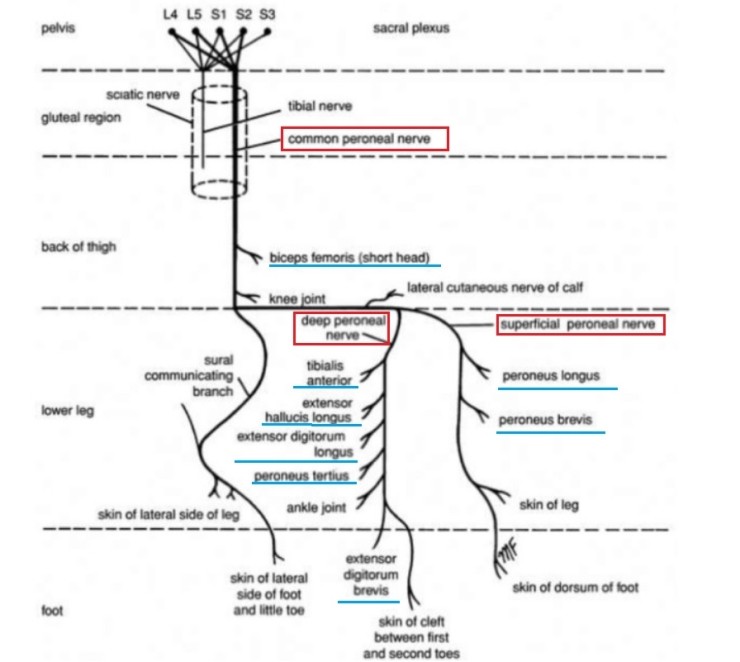 Common peroneal nerve(총비골신경)의 가지 신경 - superficial peroneal nerve(천비골신경 ...