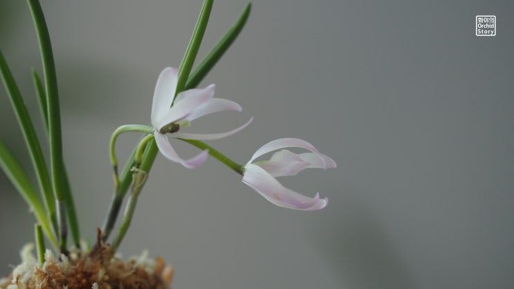 Lpt. Spring Color 품종설명 : 네이버 블로그