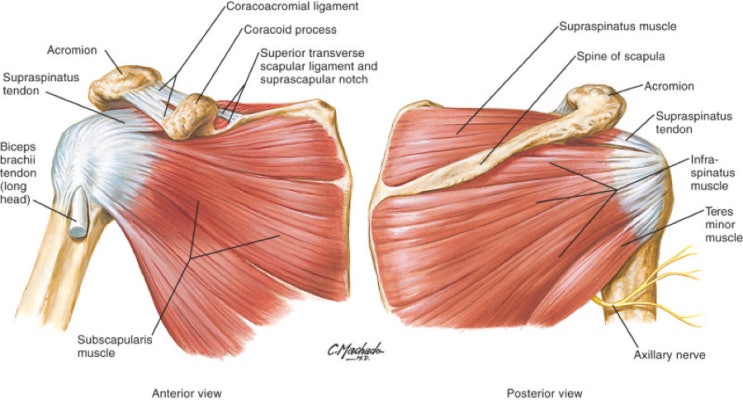성신여대한의원, 회전근개 근육(Rotator cuff muscles) : 네이버 블로그