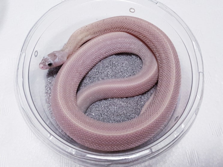 Patterless White-sided het.Axanthic,Trumbower Hypo Bullsnake CB2019 ...