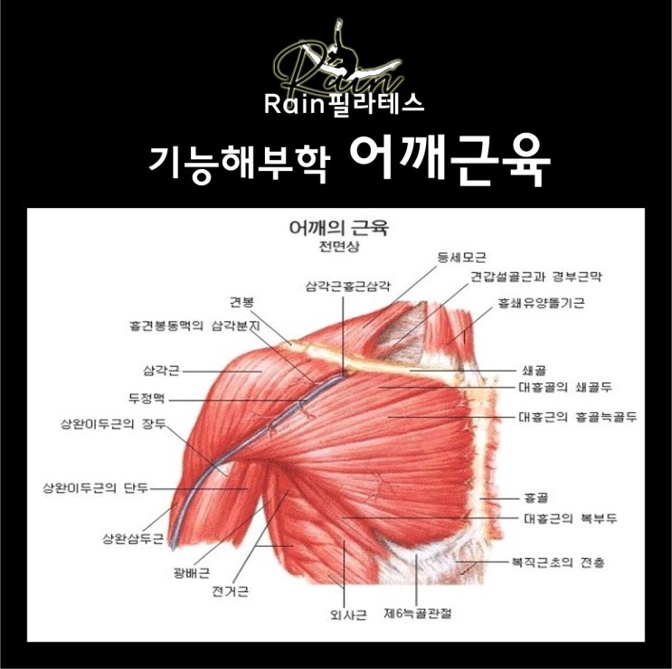 2기능해부학 어깨근육 And 회전근개 근육 기시점 정지점 기능 Feat 국대 세연쌤 네이버 블로그