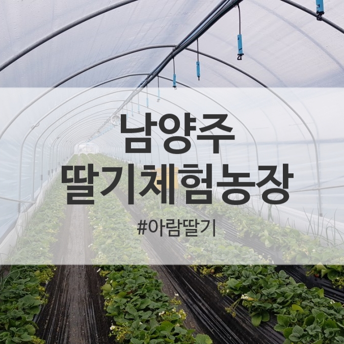 남양주 아람딸기체험농장 추천 마음껏먹으며 딸기따기 네이버 블로그