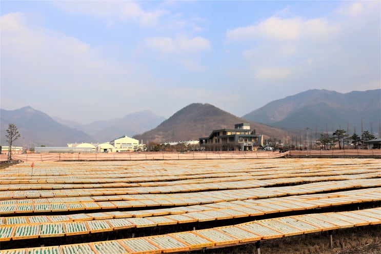 한천을 만드는 진풍경을 볼 수 있는 밀양의 겨울 풍경 밀양한천테마파크 네이버 블로그